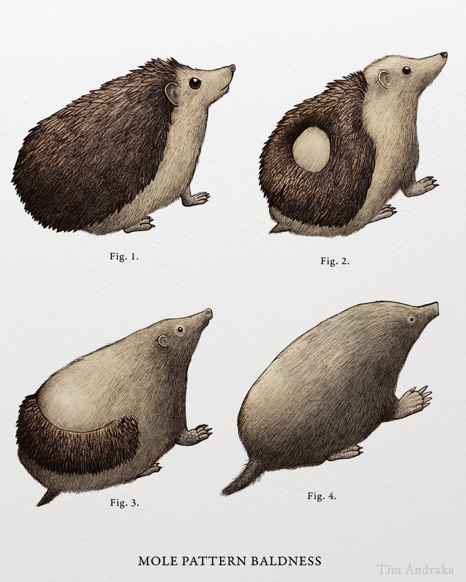 Mole Pattern Baldness - Tim Andraka